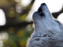 Galerías de imágenes de Lobos Wiki
